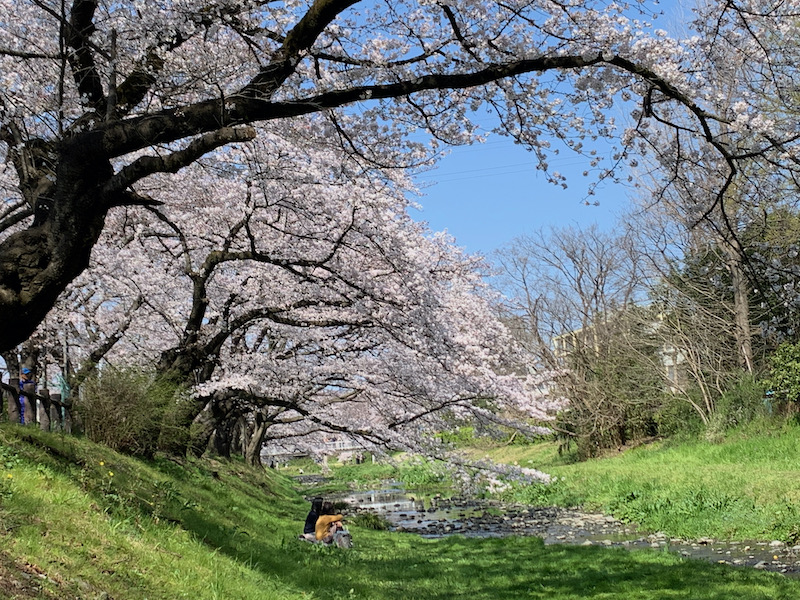 The Magic Of Cherry Blossoms - The Spirit of Japan Tours